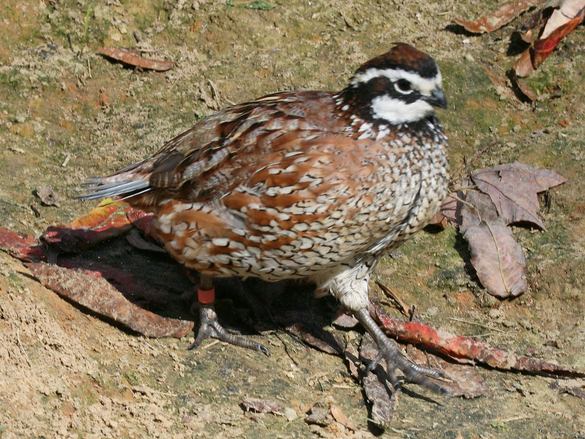 Birds of The World: New World Quail (Odontophoridae)
