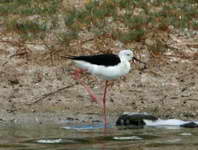 Birds of The World: Avocets and Stilts (Recurvirostridae)