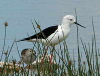 Birds of The World: Avocets and Stilts (Recurvirostridae)