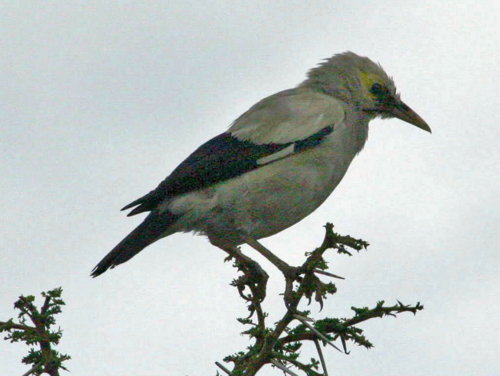 Birds of The World: Starlings (Sturnidae)