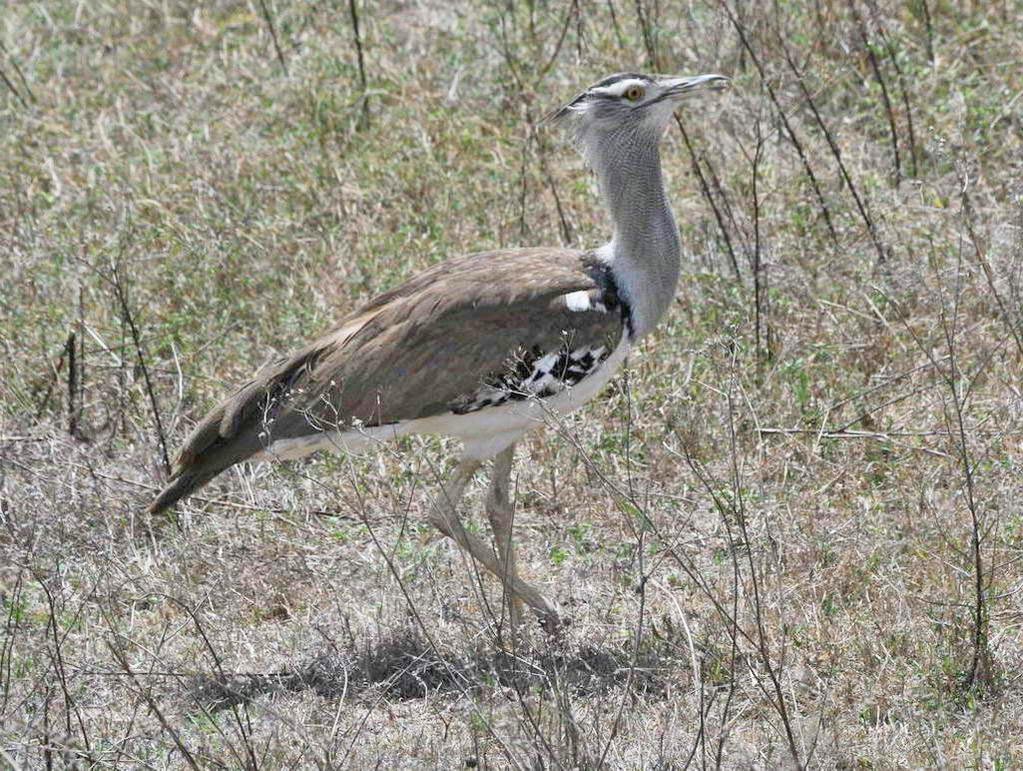 Birds of The World: Bustards (Otididae)