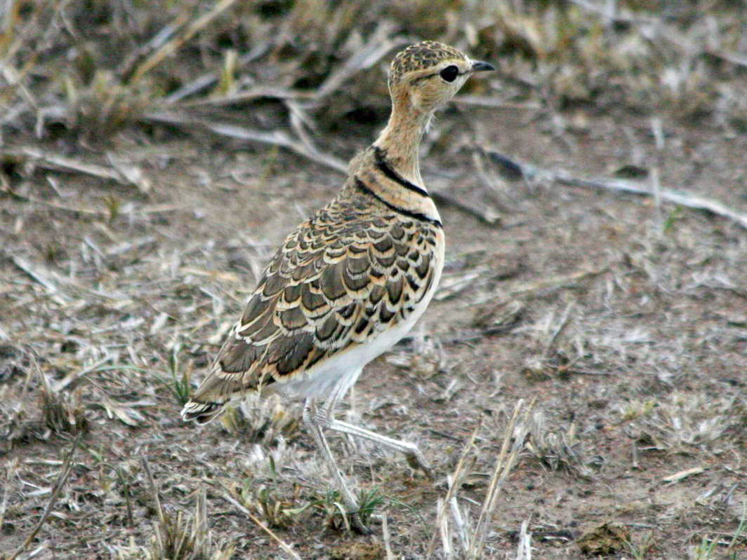 Birds of The World: Coursers and Pratincoles (Glareolidae); Egyptian ...