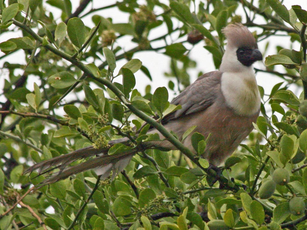 Birds of The World: Turacos (Musophagidae)