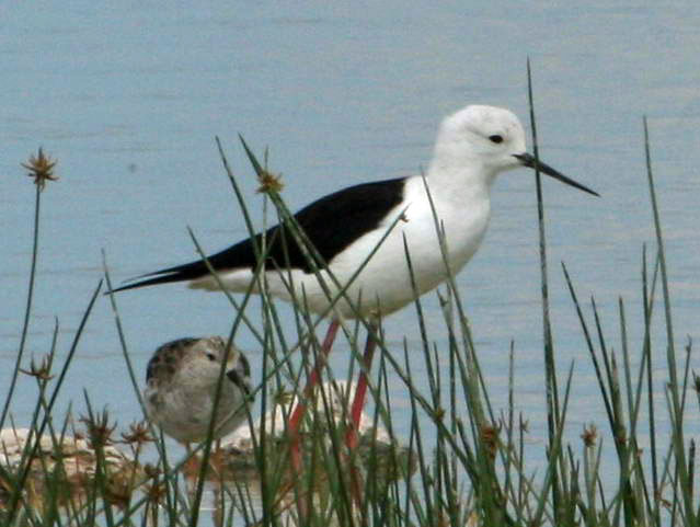 Birds of The World: Avocets and Stilts (Recurvirostridae)