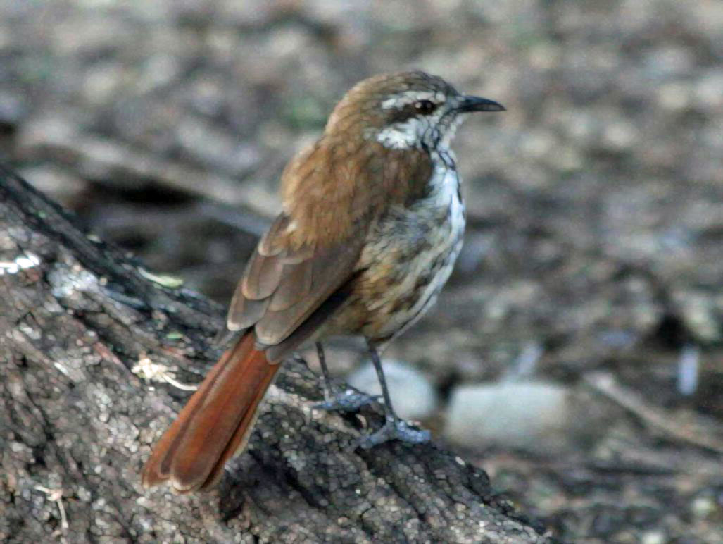 Birds of The World: Alethe, Palm-Thrush, Rock-Thrush,_Whistling-Thrush ...