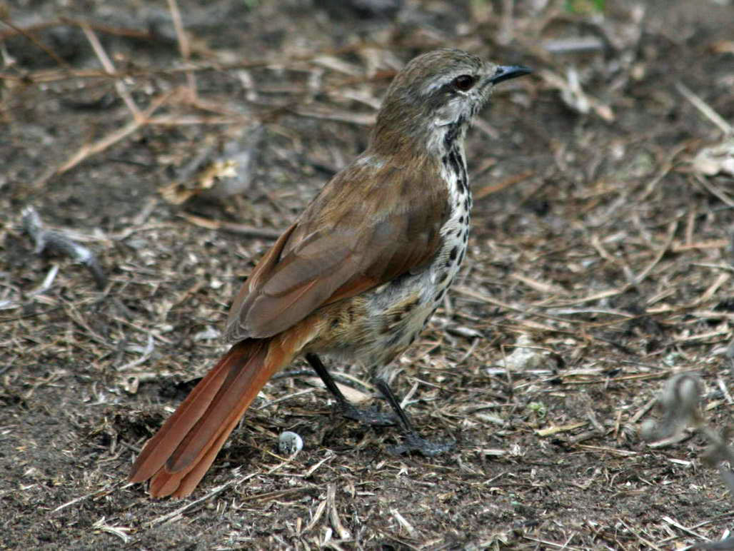 Birds of The World: Alethe, Palm-Thrush, Rock-Thrush,_Whistling-Thrush ...