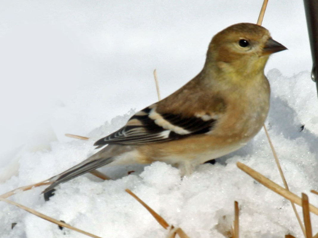 Birds of The World: New World Finches (Fringillidae)