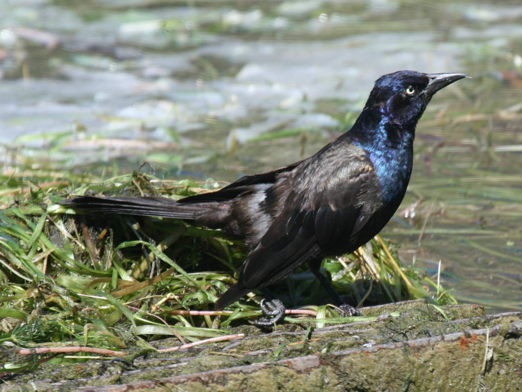 Birds of The World: Grackles (Icteridae)