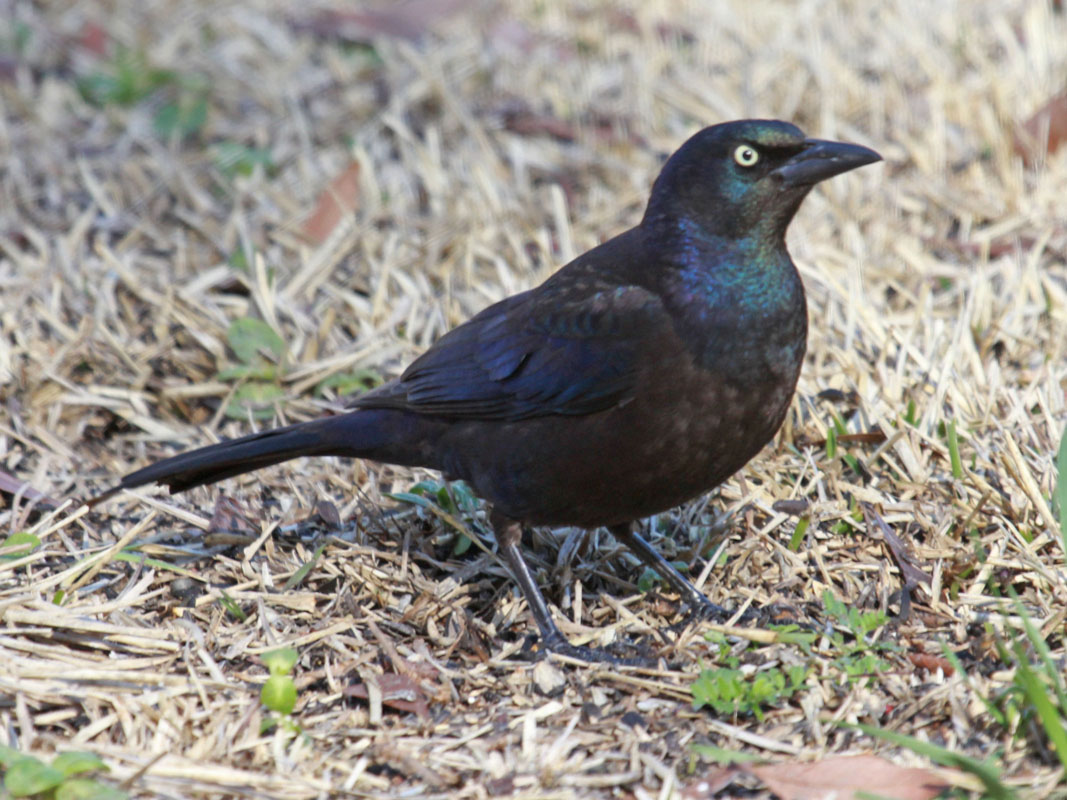 Birds of The World: Grackles (Icteridae)