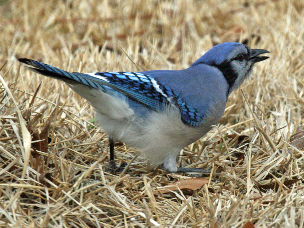 Birds of The World: Jays (Corvidae)