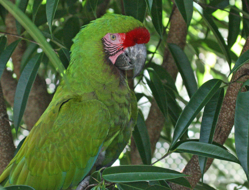 Birds of The World: Macaws (Psittacidae)