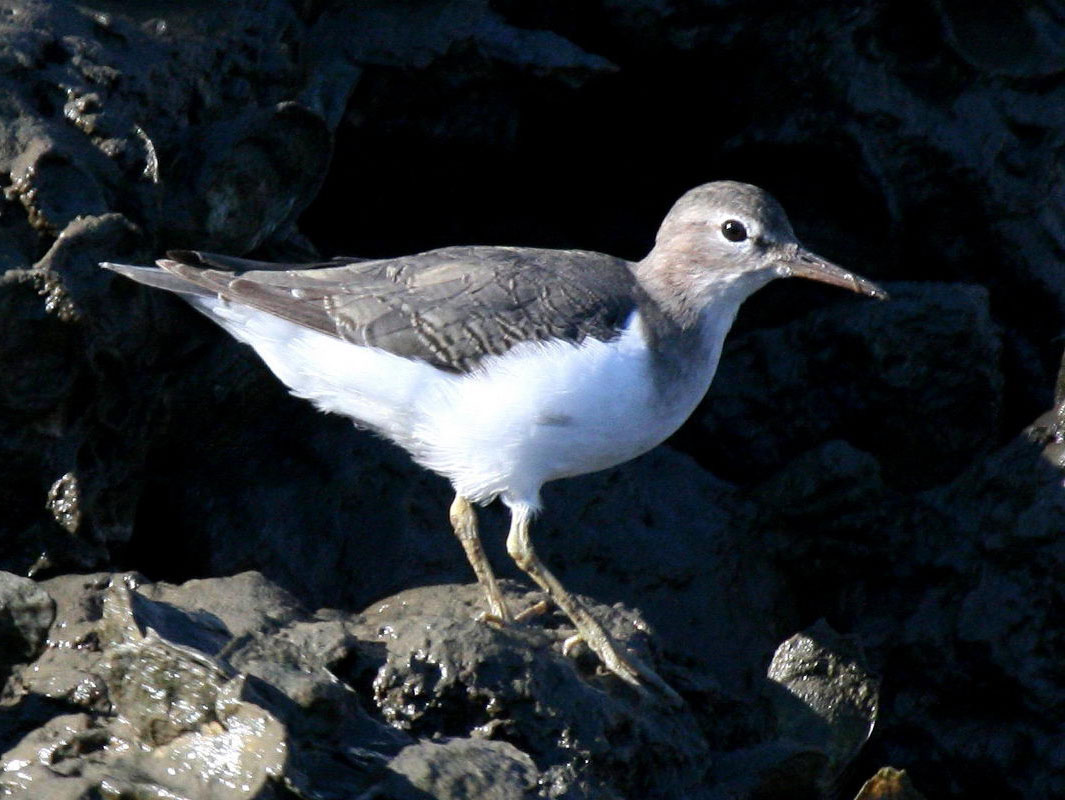 Birds of The World: Sandpipers, Snipes, Dowitchers (Scolopacidae)