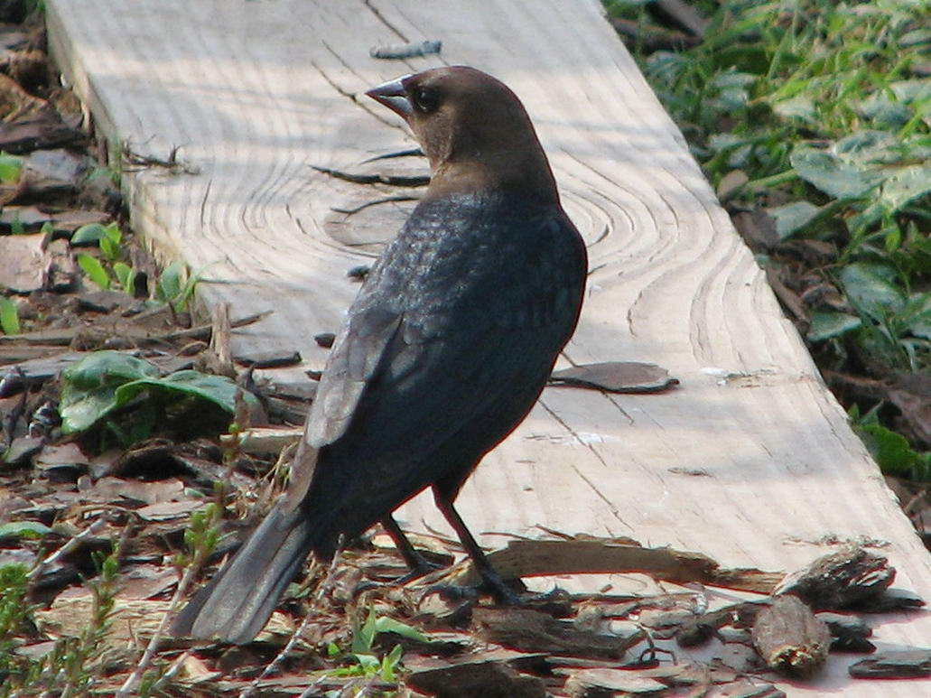 Birds of The World: Cowbirds (Icteridae)