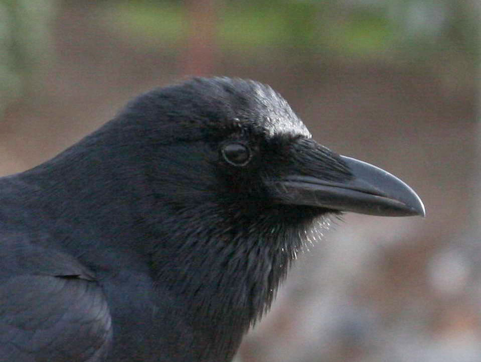 Birds of The World: CROWS