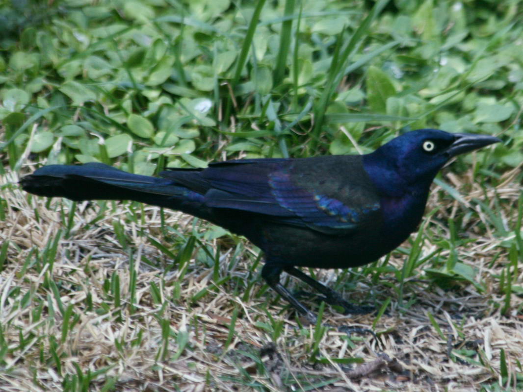 Birds of The World: Grackles (Icteridae)