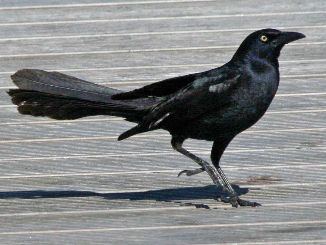 Birds of The World: Grackles (Icteridae)