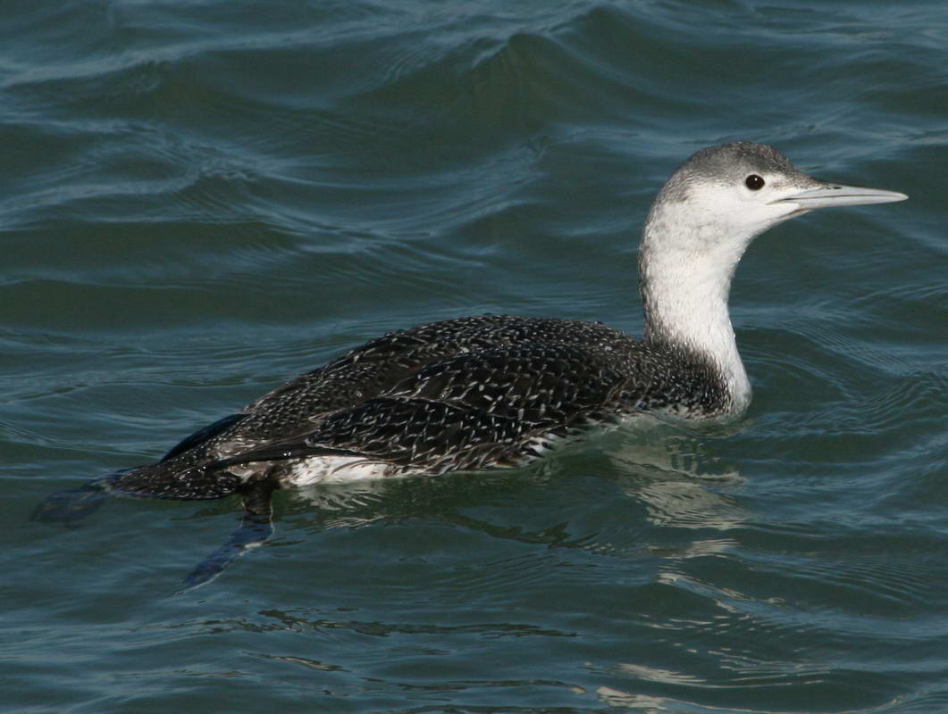 Birds of the World: Loons (Gaviidae)