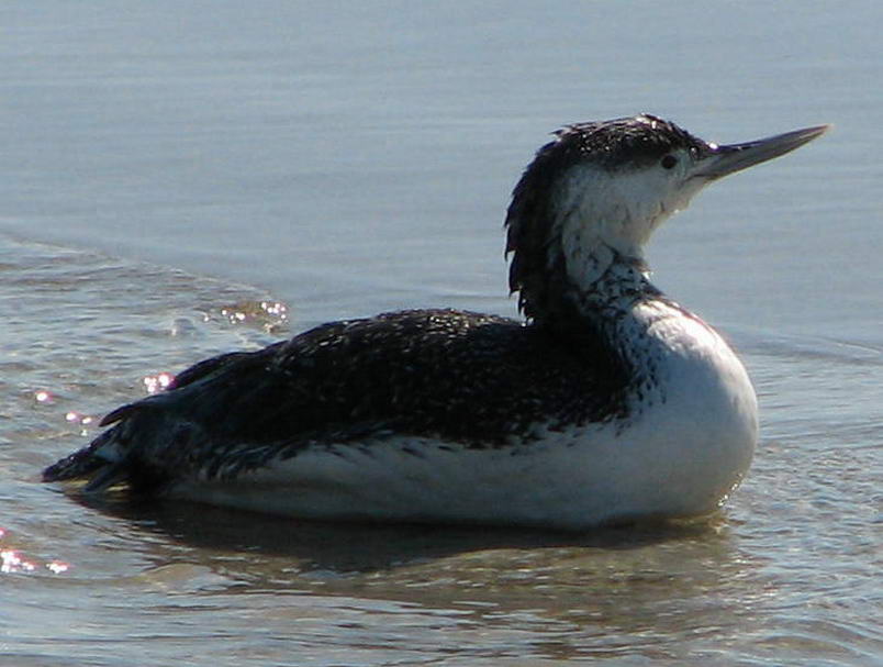 Birds of the World: Loons (Gaviidae)