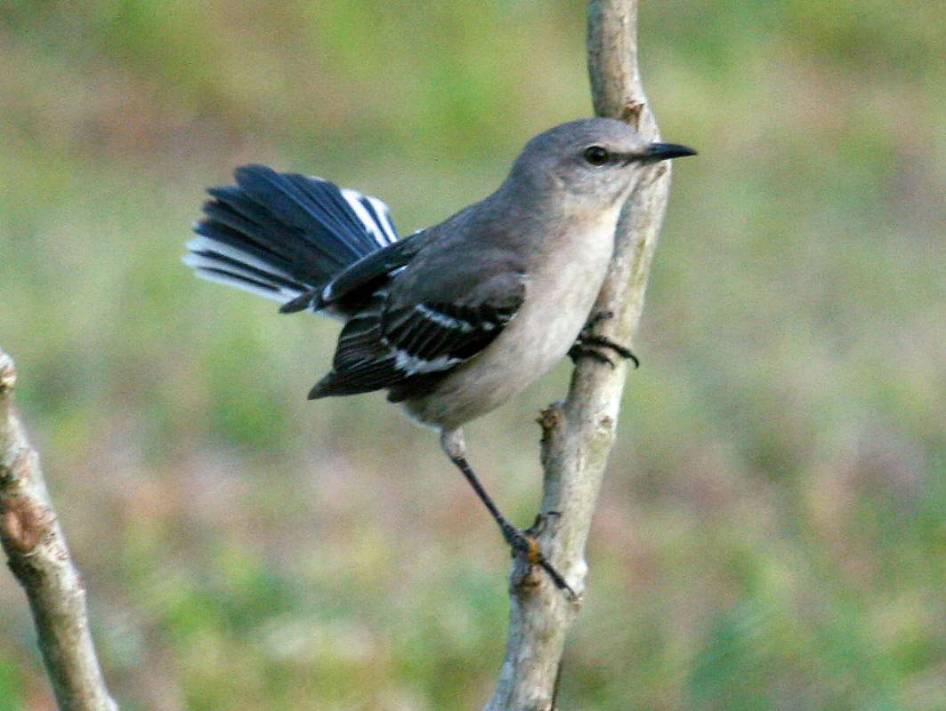 Birds of The World: Mockingbirds and Allies (Mimidae)