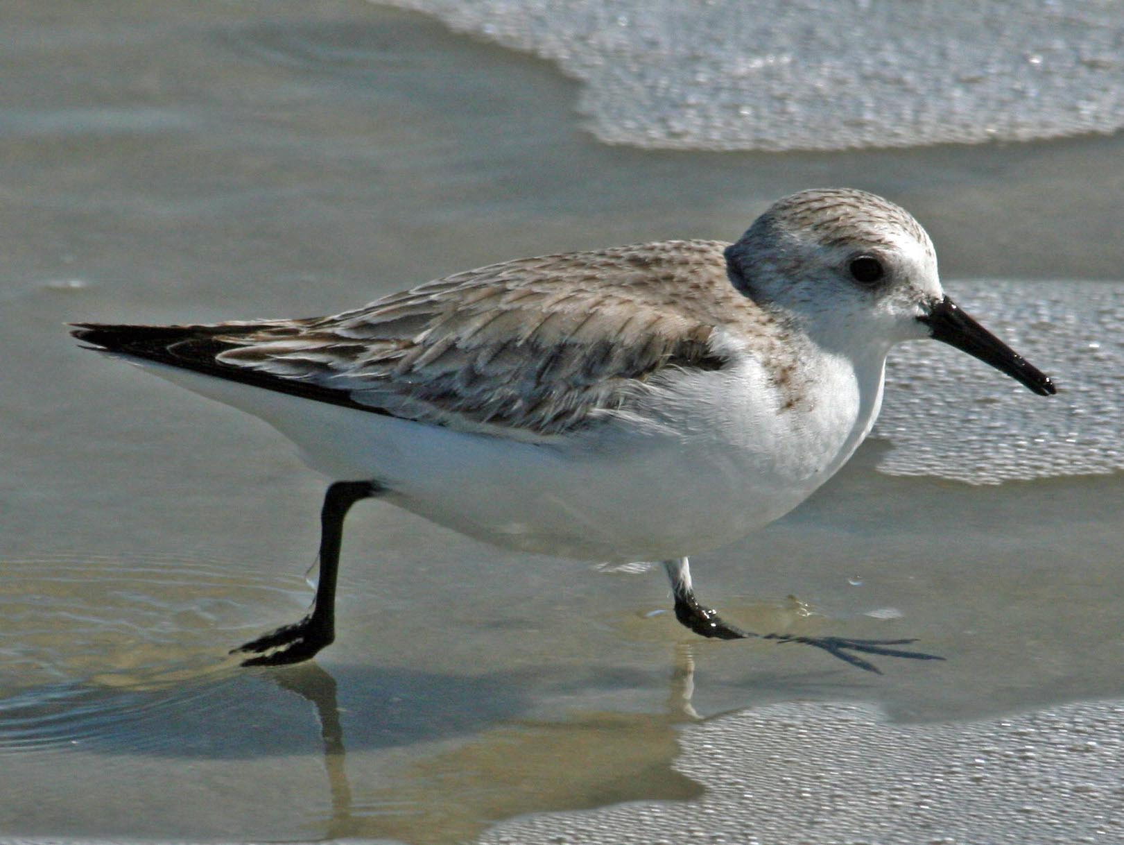 Birds of The World: Sandpipers (Scolopacidae)