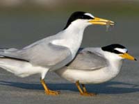 Birds of The World: Terns (Laridae)