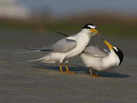 Birds of The World: Terns (Laridae)