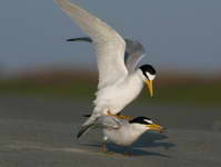 Birds of The World: Terns (Laridae)