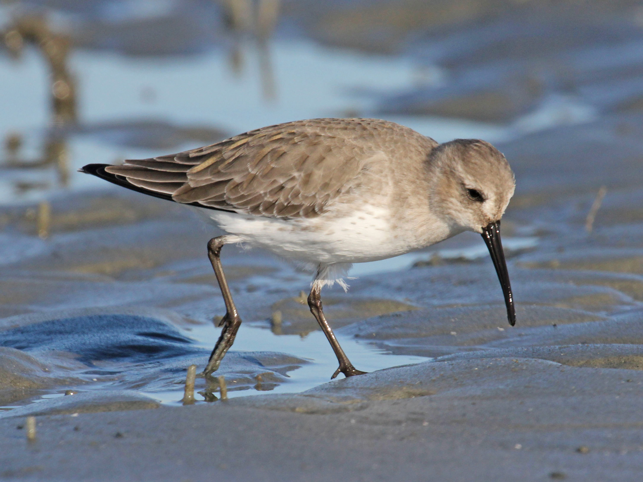 Birds of The World: Sandpipers (Scolopacidae)