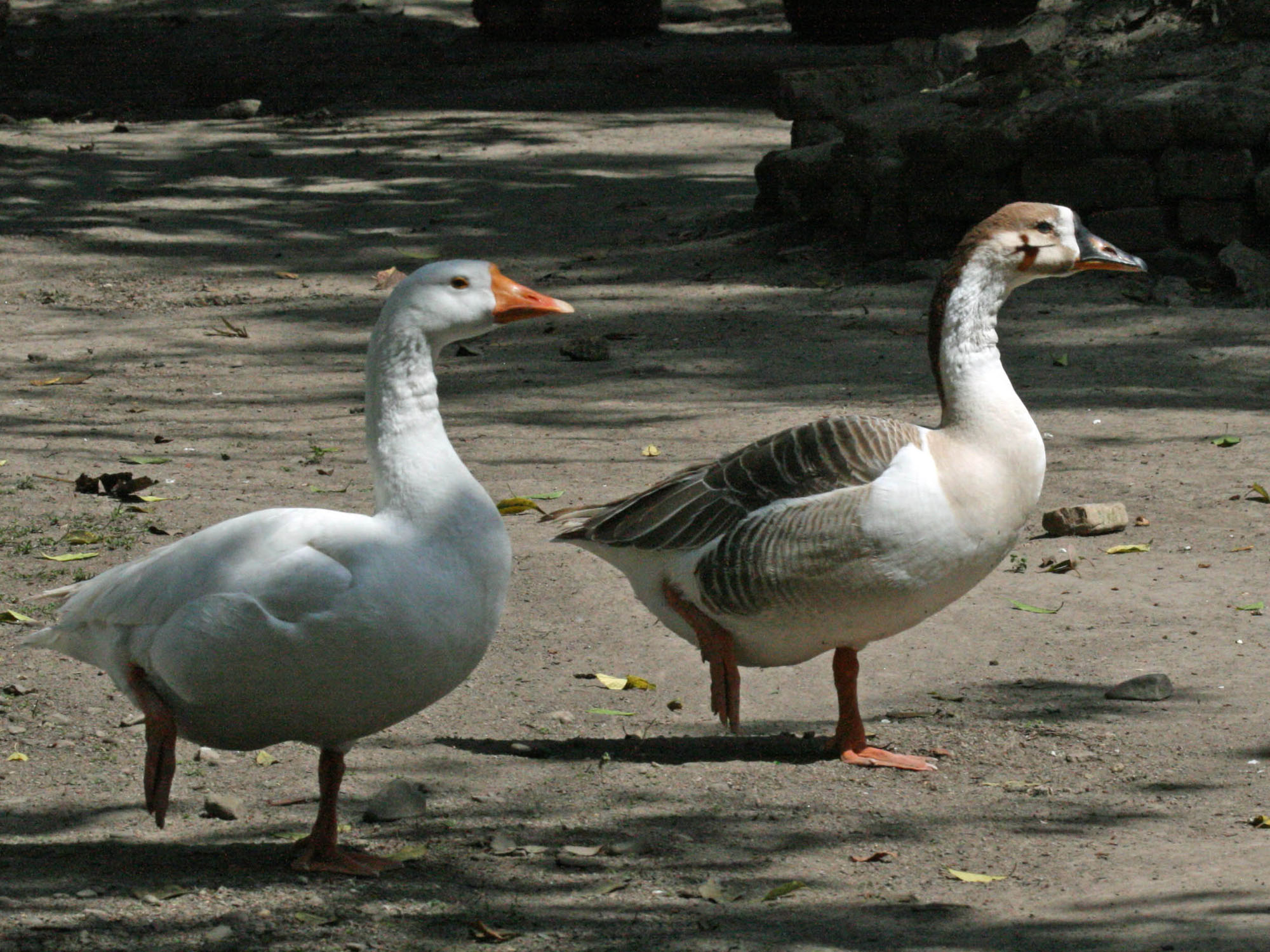 Birds of The World: Geese (Anatidae))