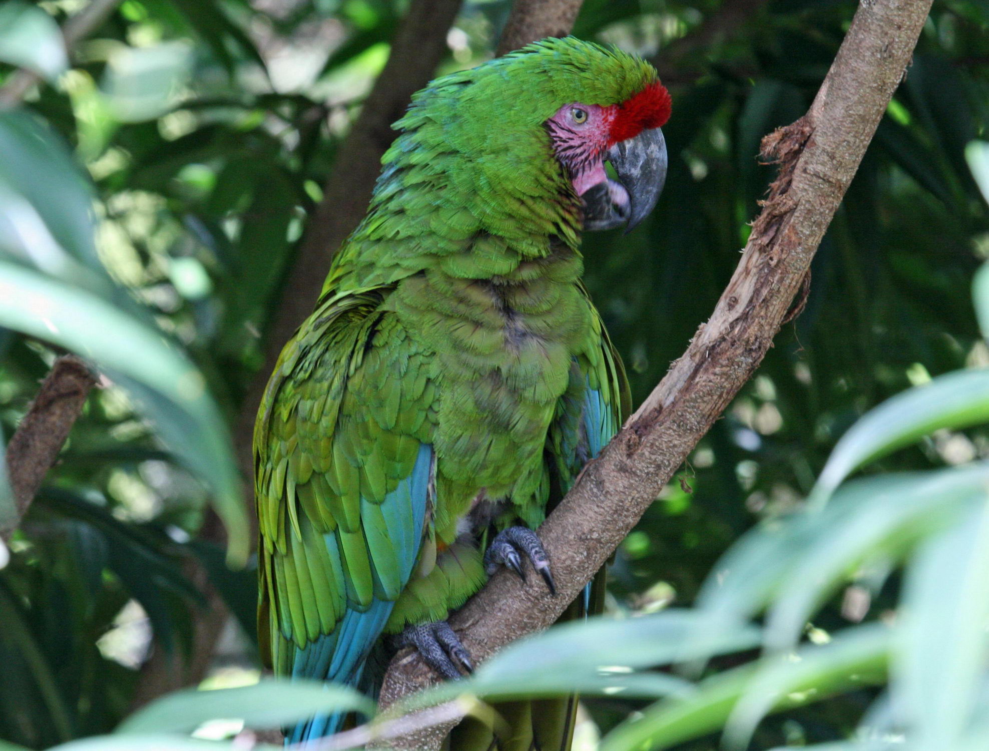 Birds of The World: Macaws (Psittacidae)