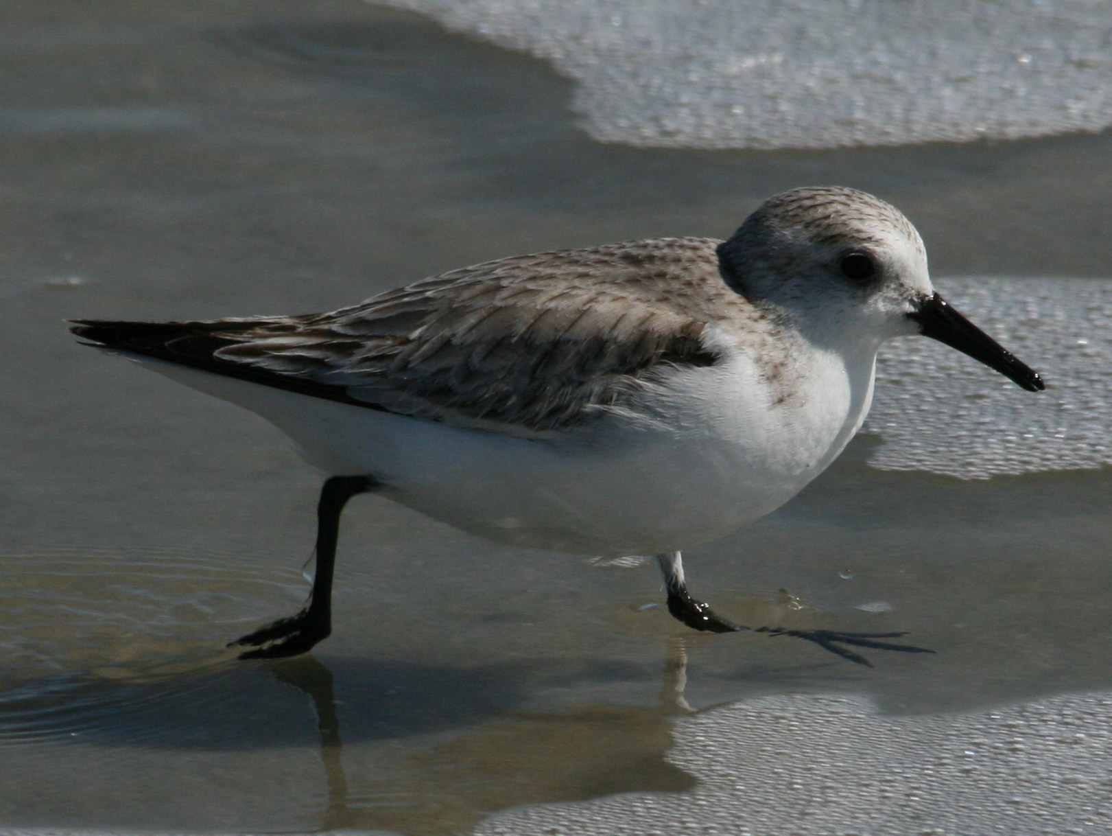 Birds of The World: Sandpipers (Scolopacidae)