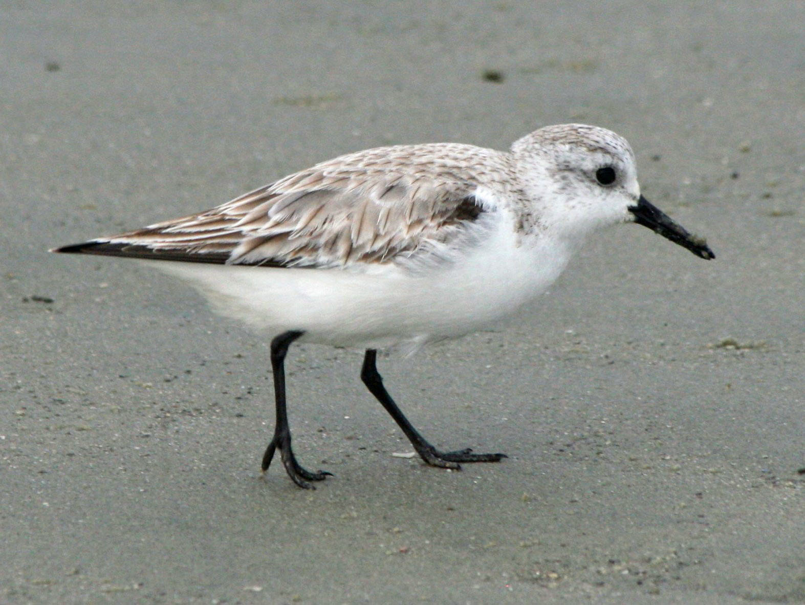 Birds of The World: Sandpipers (Scolopacidae)
