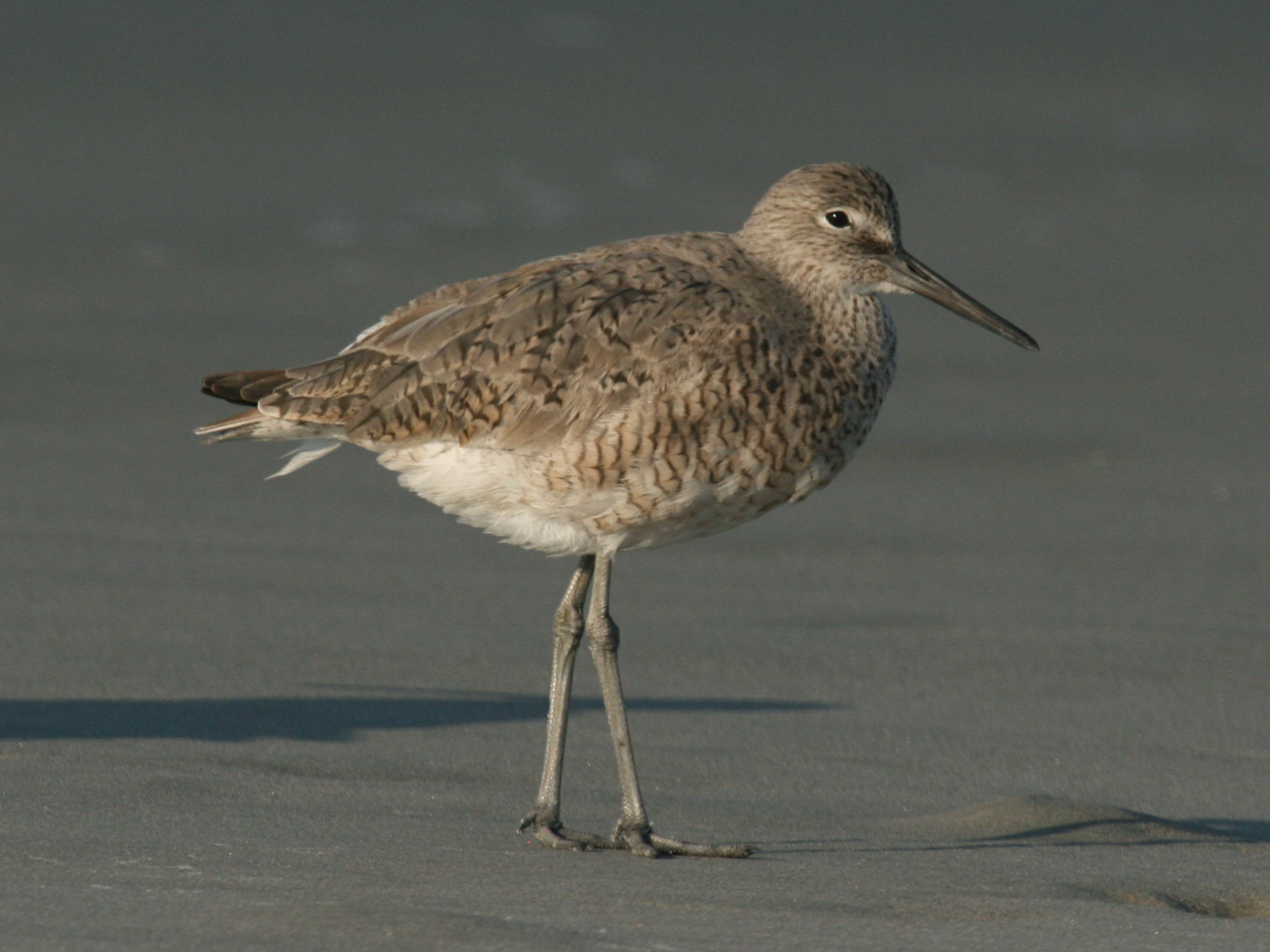 Birds of The World: Sandpipers, Snipes, Dowitchers (Scolopacidae)