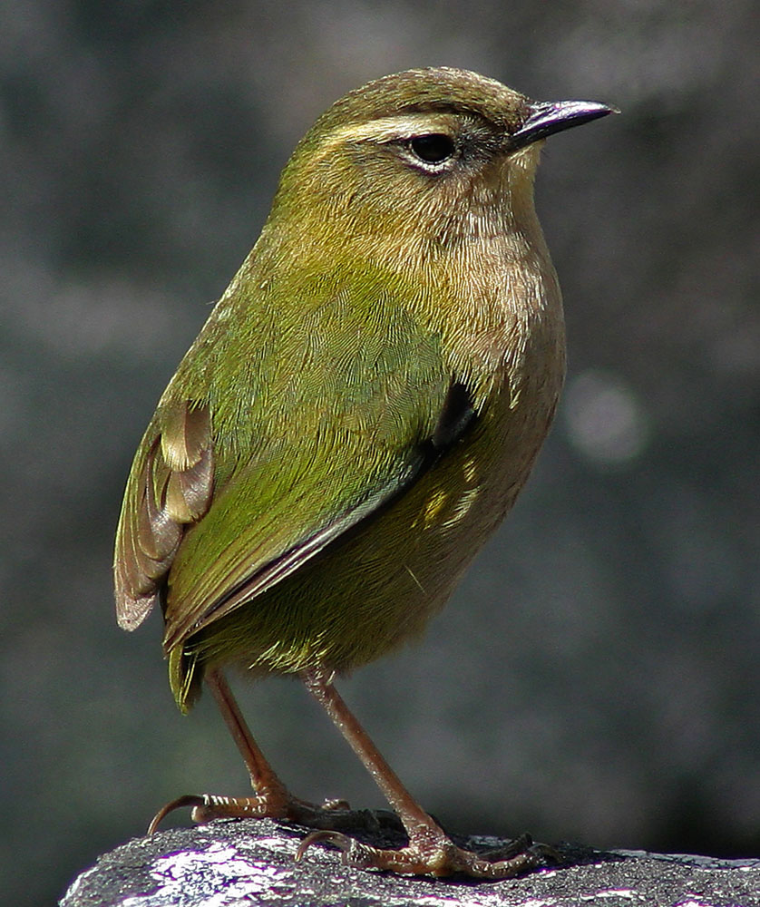 Birds of The World: New Zealand Wrens (Acanthisittidae)
