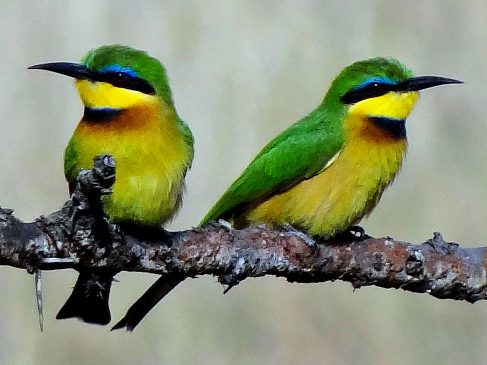 Birds of The World: Bee-eaters (Meropidae)