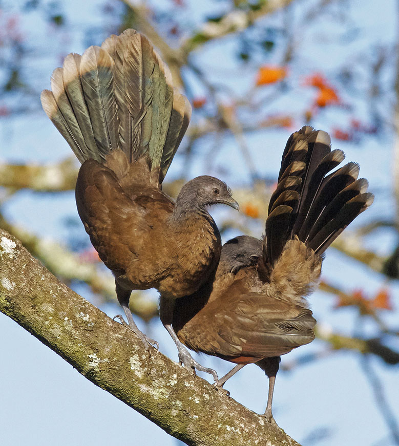 Birds of The World: Chachalacas, Guans and Curassows (Cracidae)