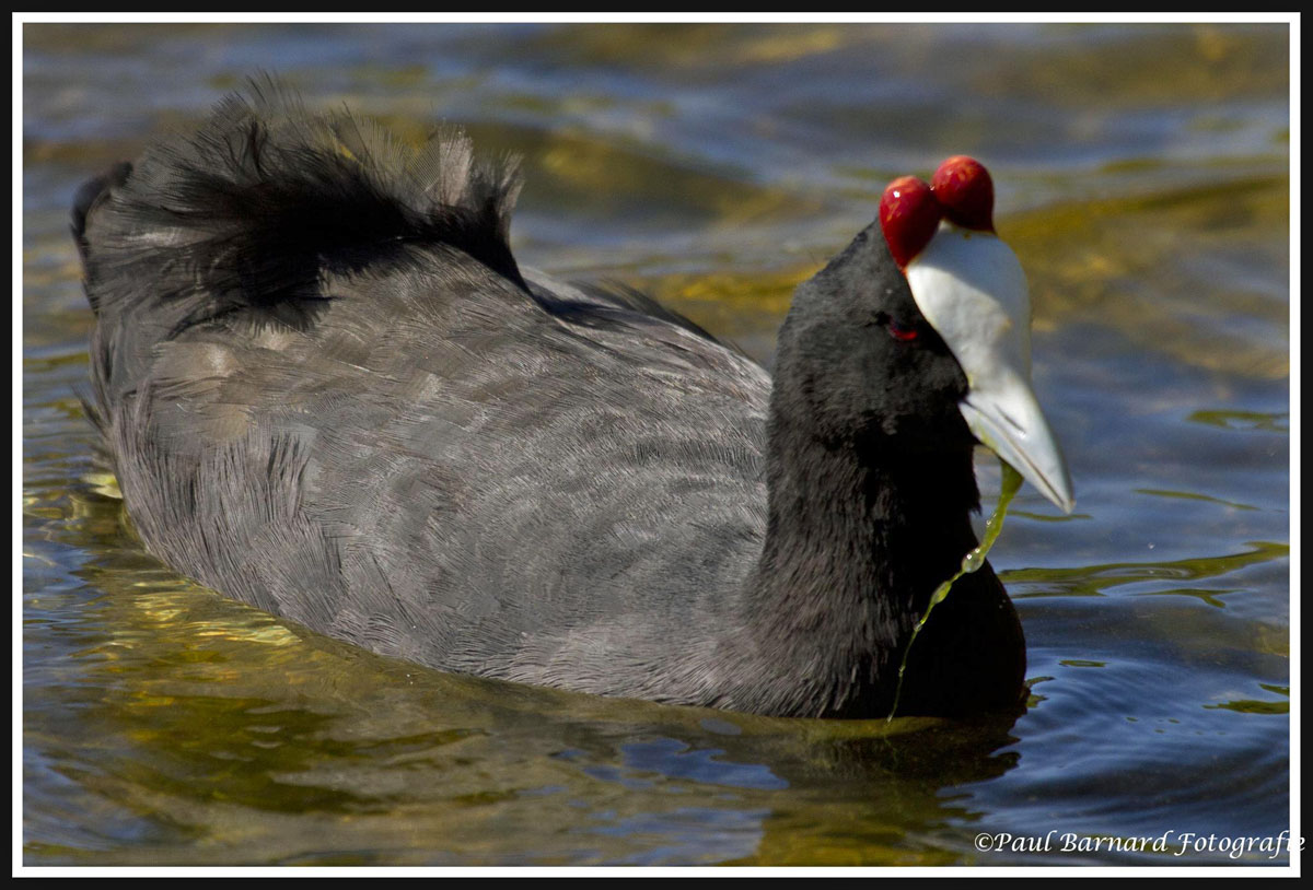 Birds of The World: Coots, Moorhens (Rallidae)