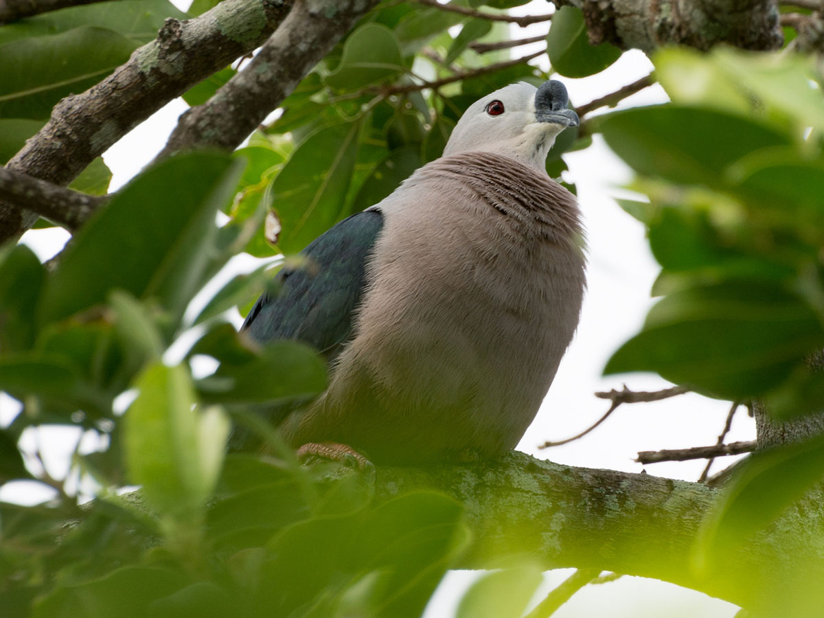 Birds of The World: Pacific Region Doves (Columbidae)