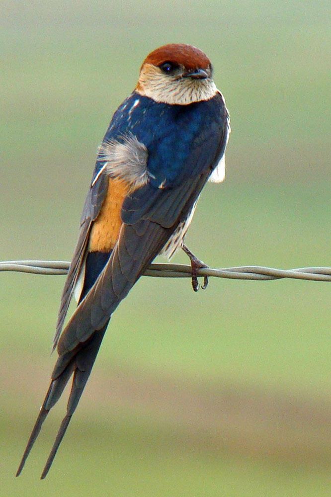 Birds of The World: Swallows (Hirundinidae)