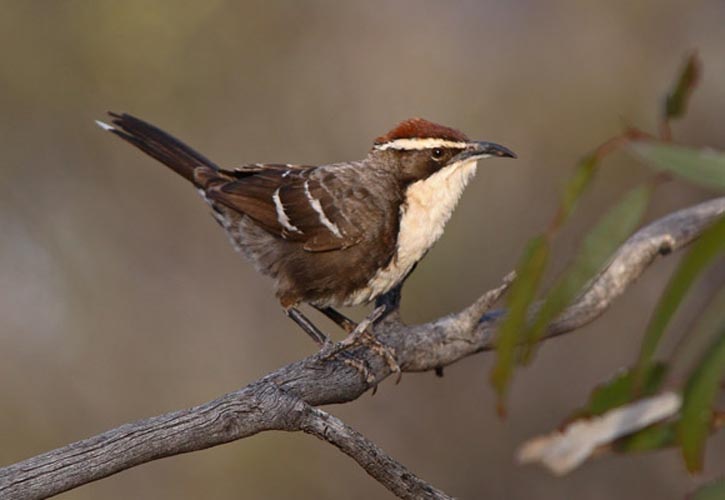 Birds of The World: Cupwings (Pnoepygidae); Australasia Babblers ...