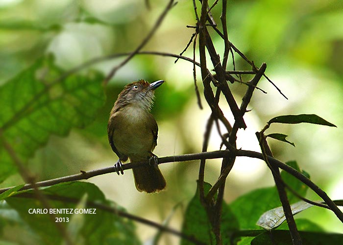 Birds of The World: Babblers and Rollers (Pellorneidae)