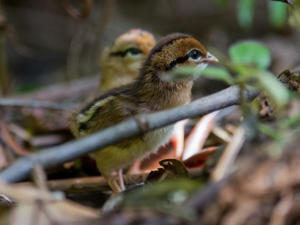 Birds of The World: Pheasant (Phasianidae)