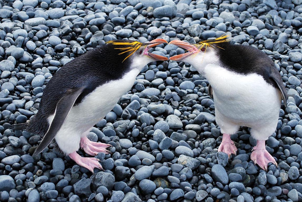 Birds of The World: Penguins (Spheniscidae)