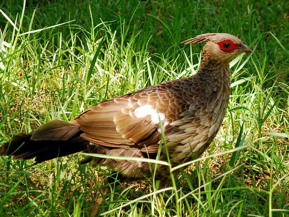 Birds of The World: Pheasant (Phasianidae)