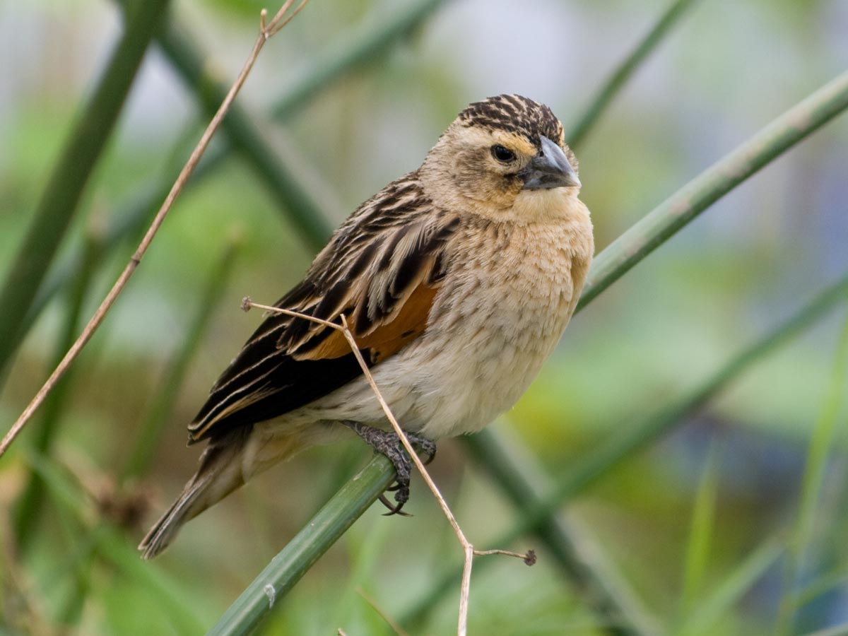 BIRDS of THE WORLD: Weavers (Ploceidae)