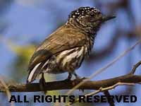 Birds of The World: Piculets (Picidae)