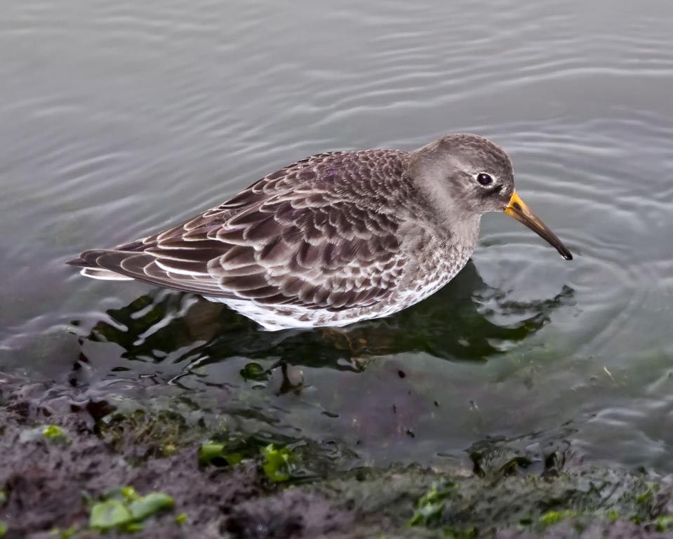 Birds of The World: Sandpipers (Scolopacidae)