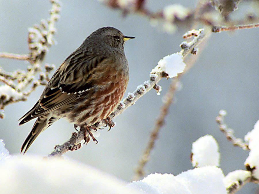 Birds of The World: Accentors (Prunellidae); Dippers (Cinclidae)