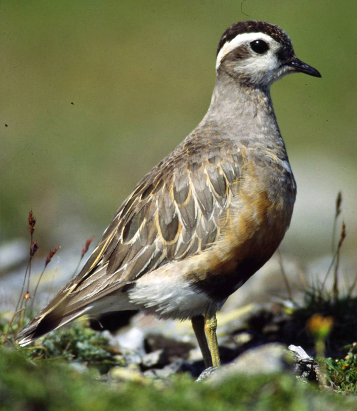 Birds of The World: Plovers (Charadriidae)