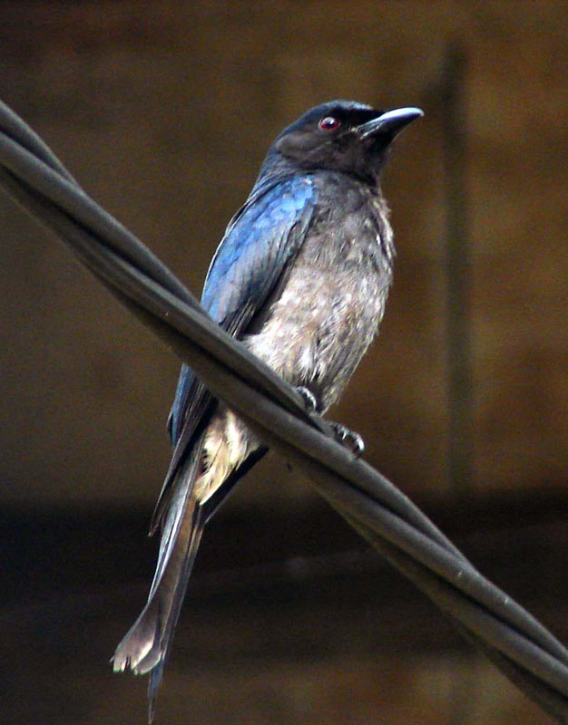 Birds of The World: Drongos (Dicruridae)